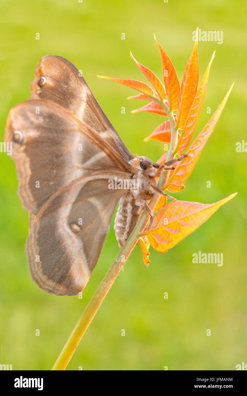 Samia cynthia hi-res stock photography and images - Alamy