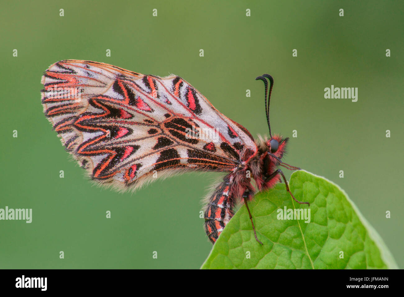 Polyxena hi-res stock photography and images - Alamy