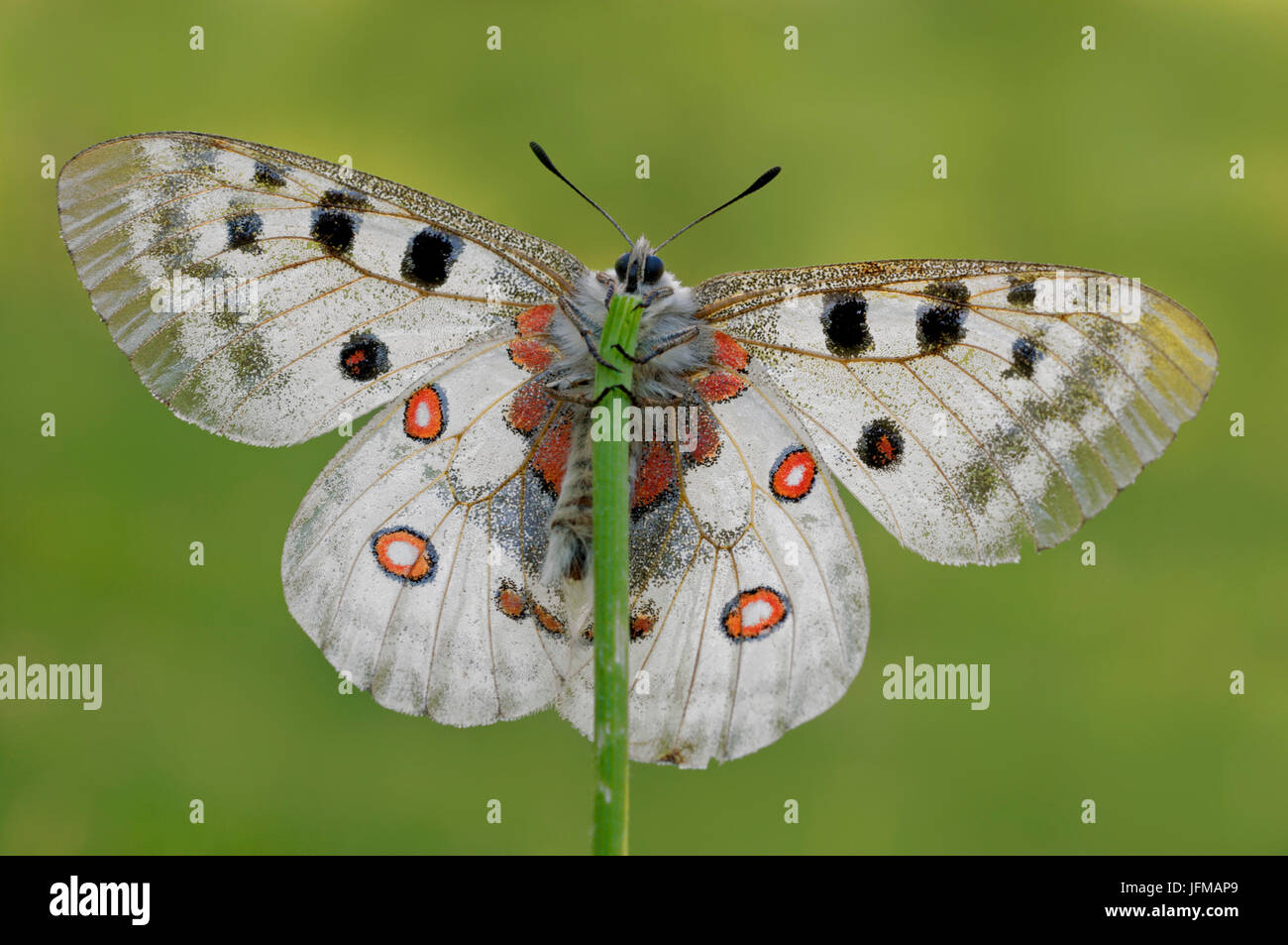Parnassius apollo hi-res stock photography and images - Alamy