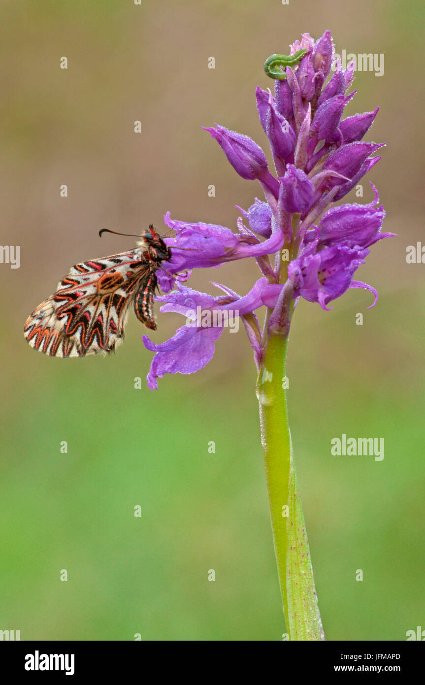 Polyxena hi-res stock photography and images - Alamy