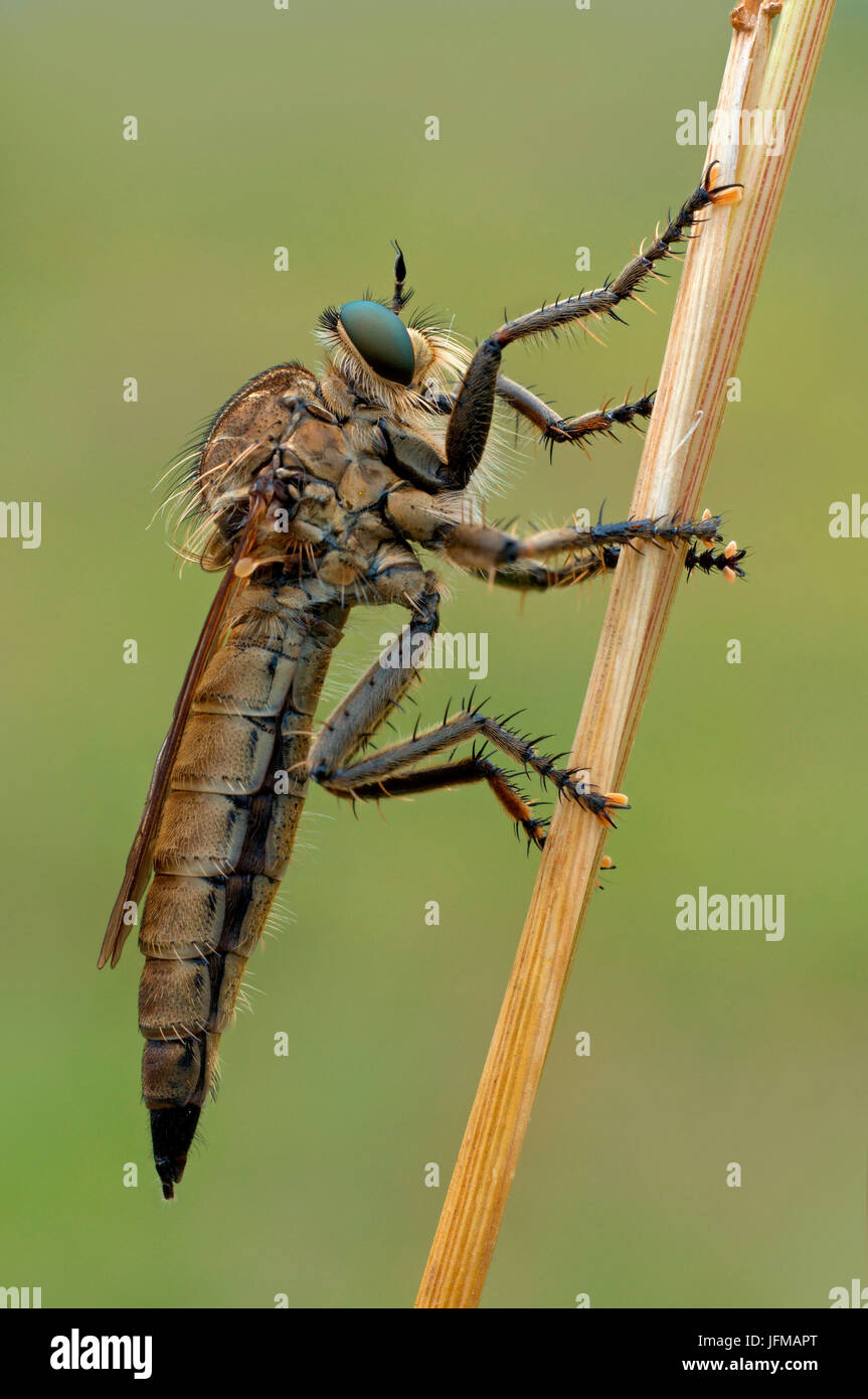 Insect italy hi-res stock photography and images - Alamy