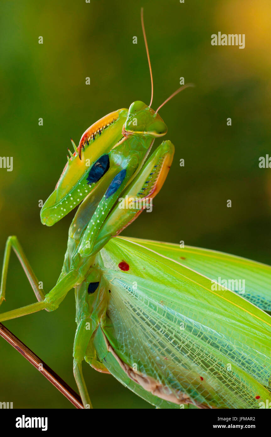 European mantis hi-res stock photography and images - Alamy