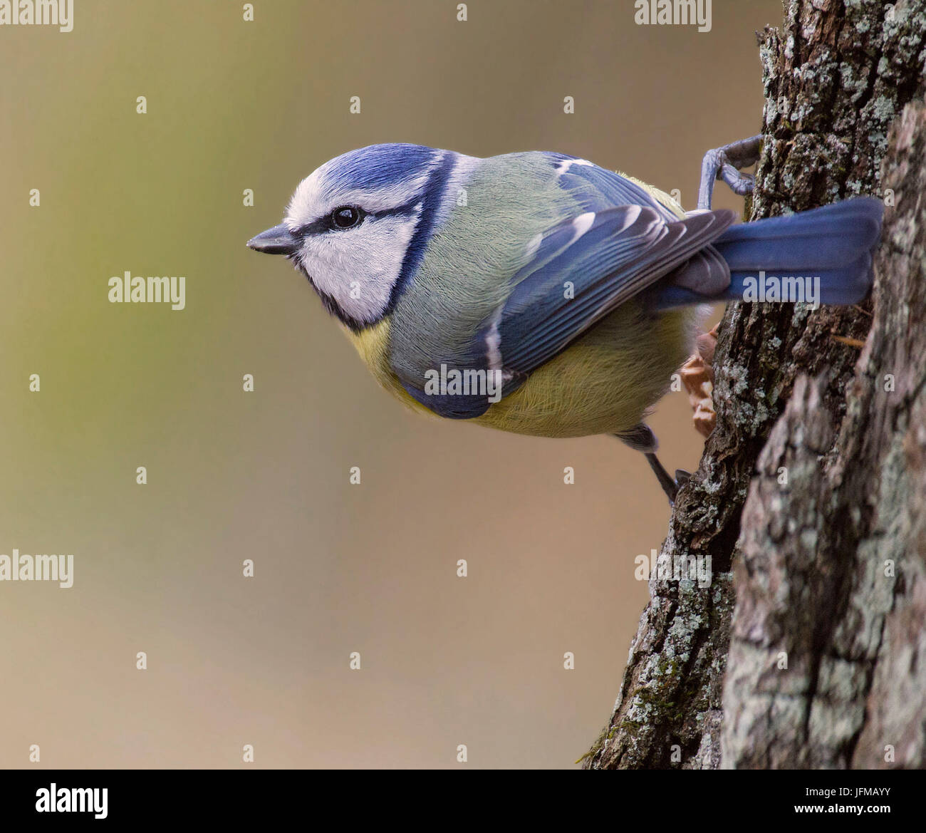 Parus caeruleus hi-res stock photography and images - Alamy