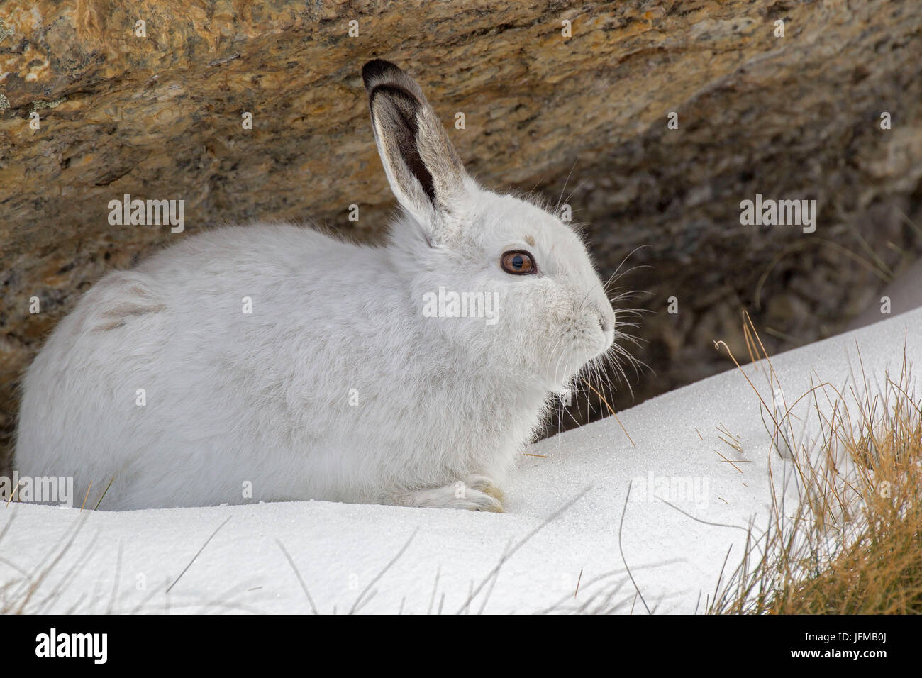Stelvio National Park, Lombardy, Italy, Hare Stock Photo - Alamy