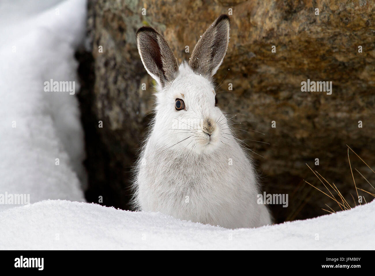 Stelvio National Park, Lombardy, Italy, Hare Stock Photo - Alamy