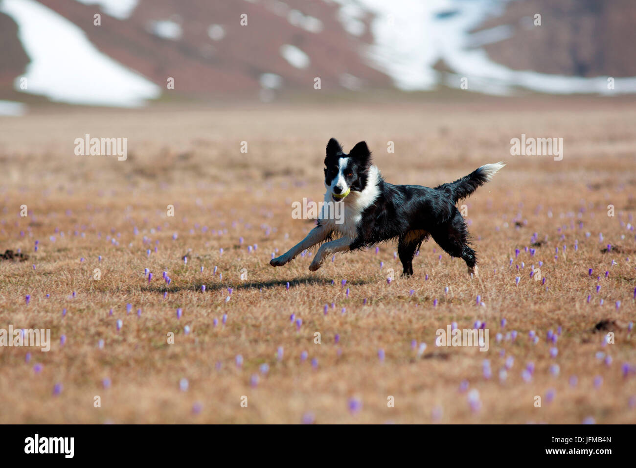 Europe, Italy, Umbria, Perugia district, Castelluccio of Norcia, Dog ...