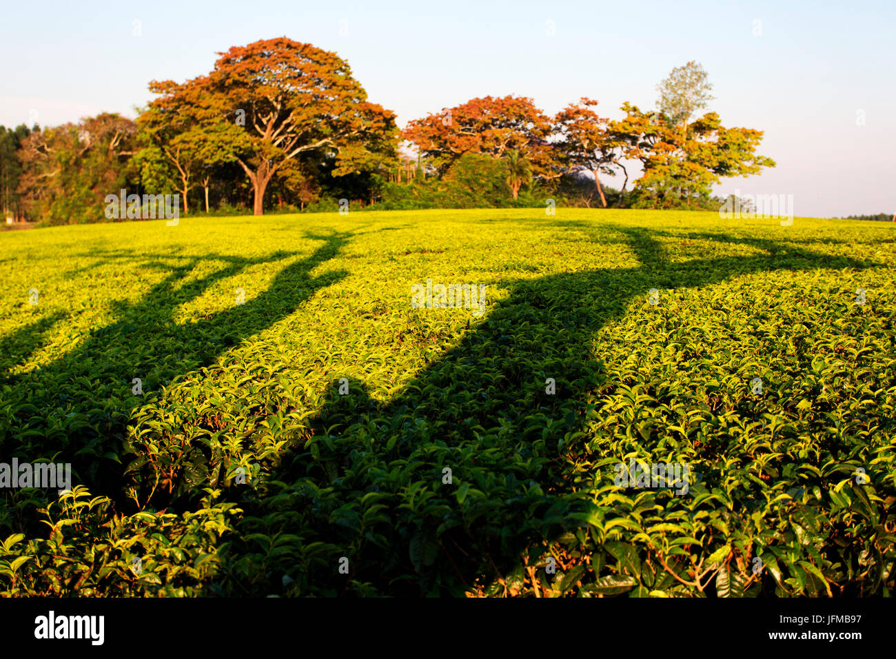Central Africa, Malawi, Blantyre district, Tea farms Stock Photo - Alamy