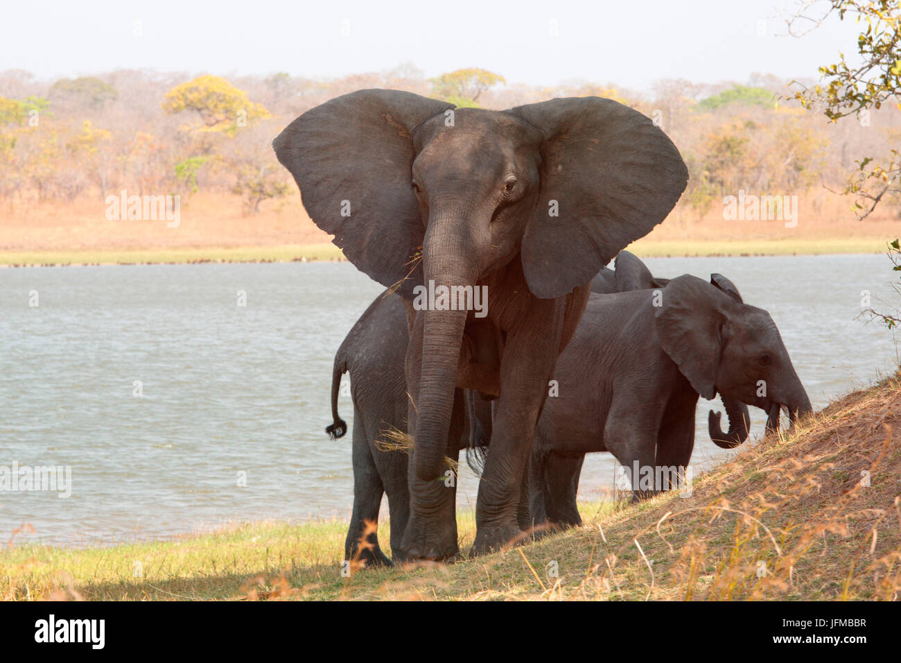 Africa, Malawi, Lilongwe district, Kasungu national park, Elephant with ...