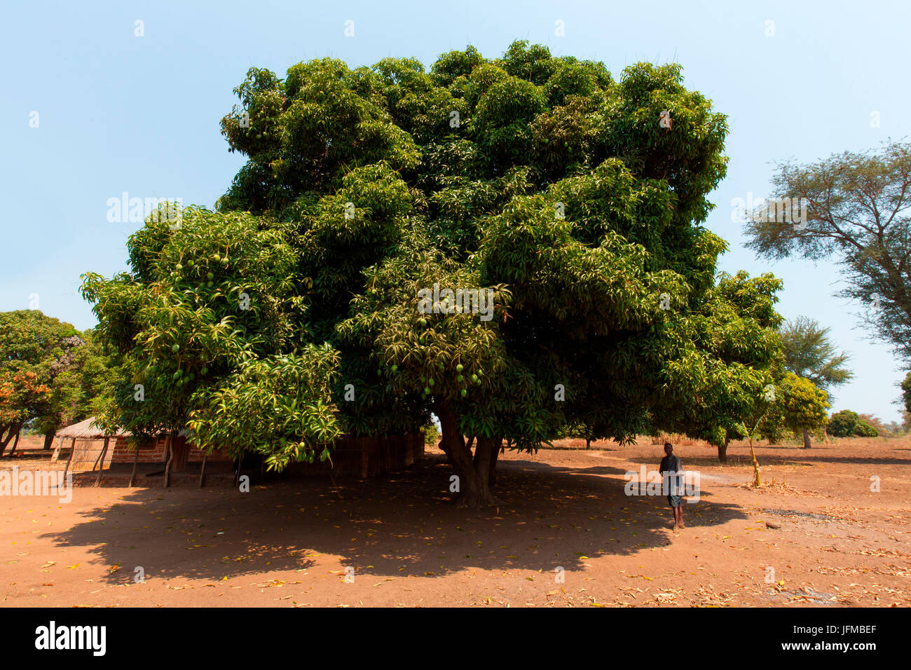 Africa, Malawi, Blantyre district, Mango tree Stock Photo - Alamy