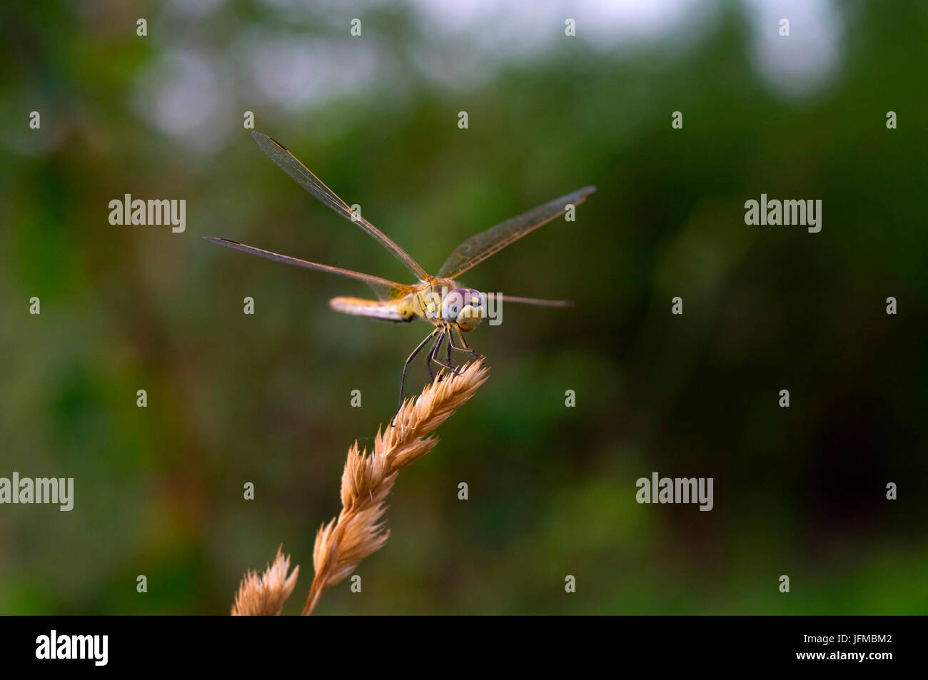 Female sympetrum hi-res stock photography and images - Alamy