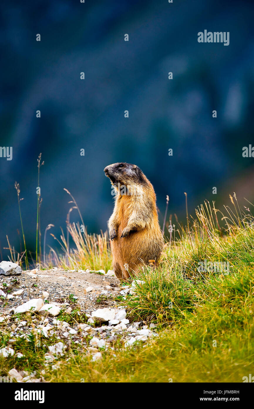 Marmota marmota alps trentino hi-res stock photography and images - Alamy