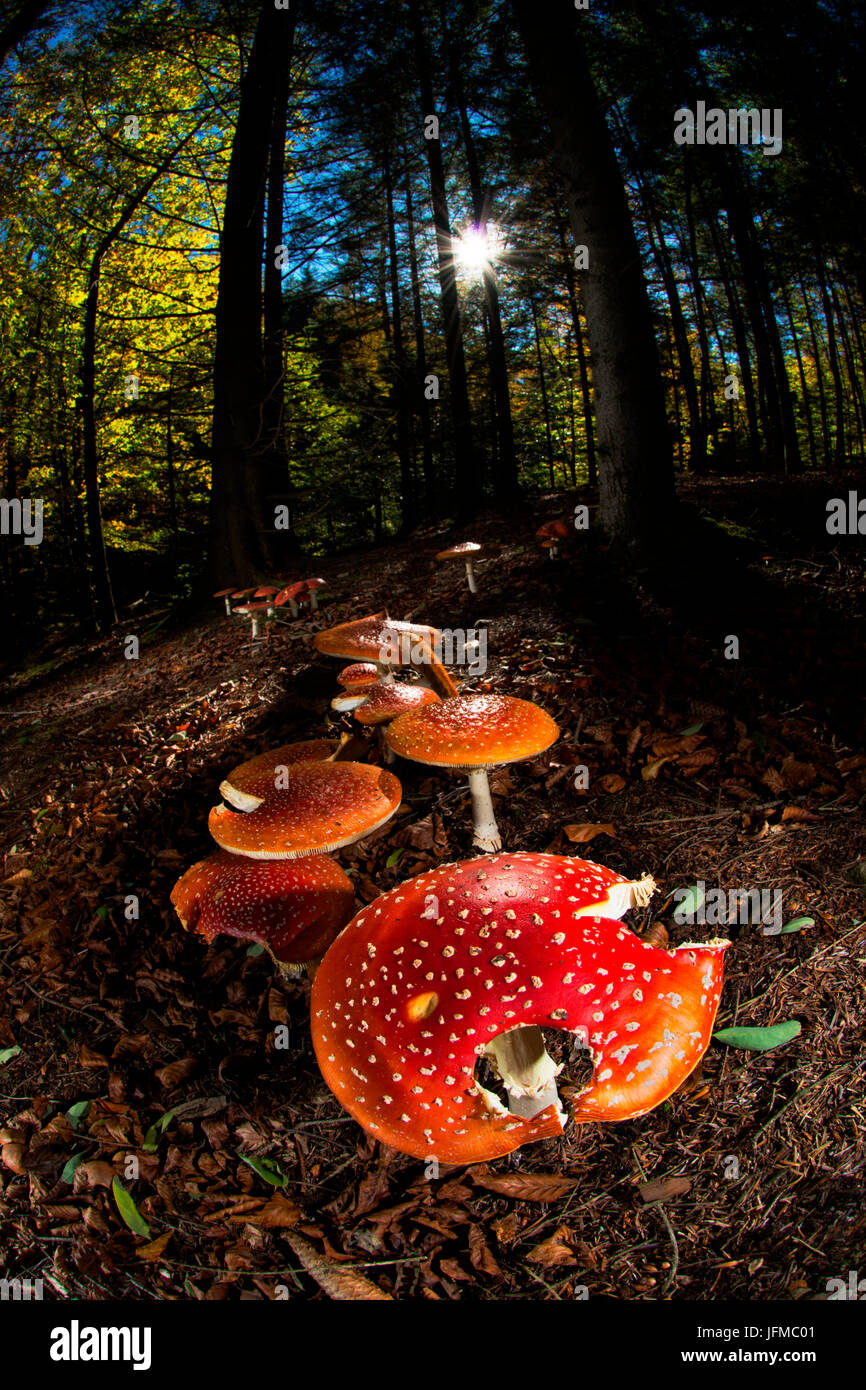 Big red mushroom hi-res stock photography and images - Alamy