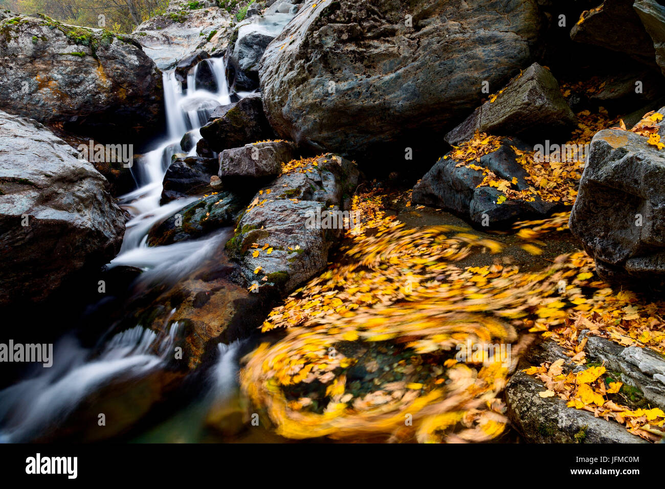 Pellice valley, Piedmont, Italy, Spinning maple's leaves inside a ...