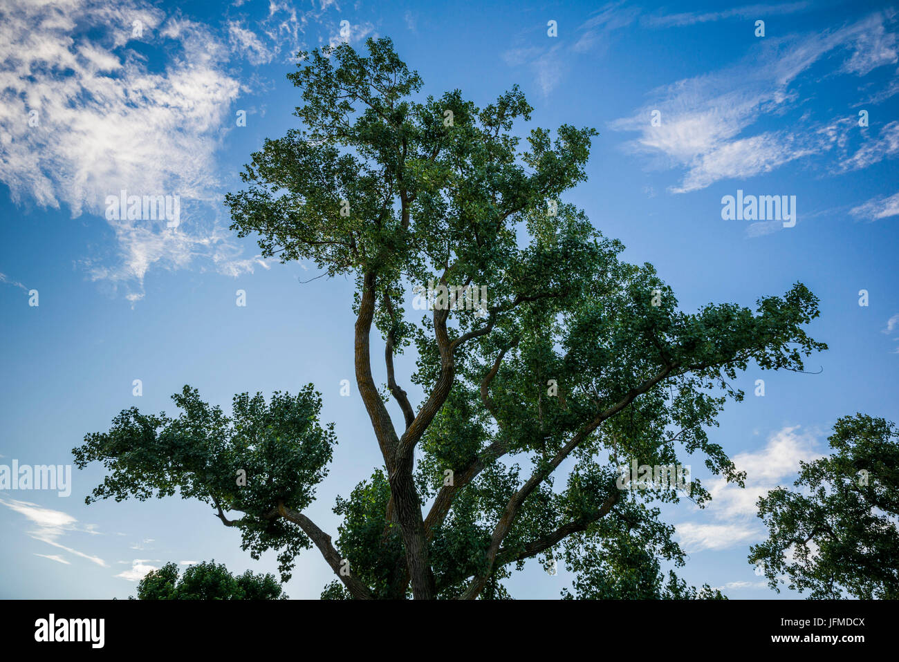 USA, Massachusetts, Cape Cod, Eastham, Fort Hill, tree Stock Photo - Alamy