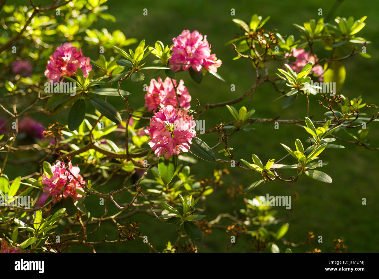 Usa summer flowers hi-res stock photography and images - Alamy