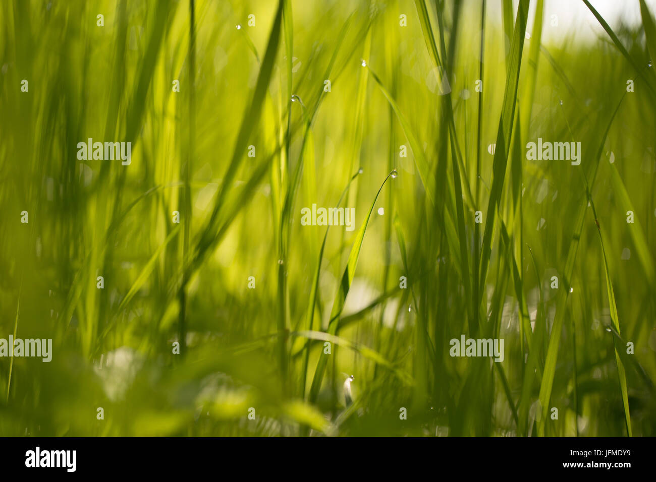 Dew drops on a summer grass, green nature background Stock Photo - Alamy