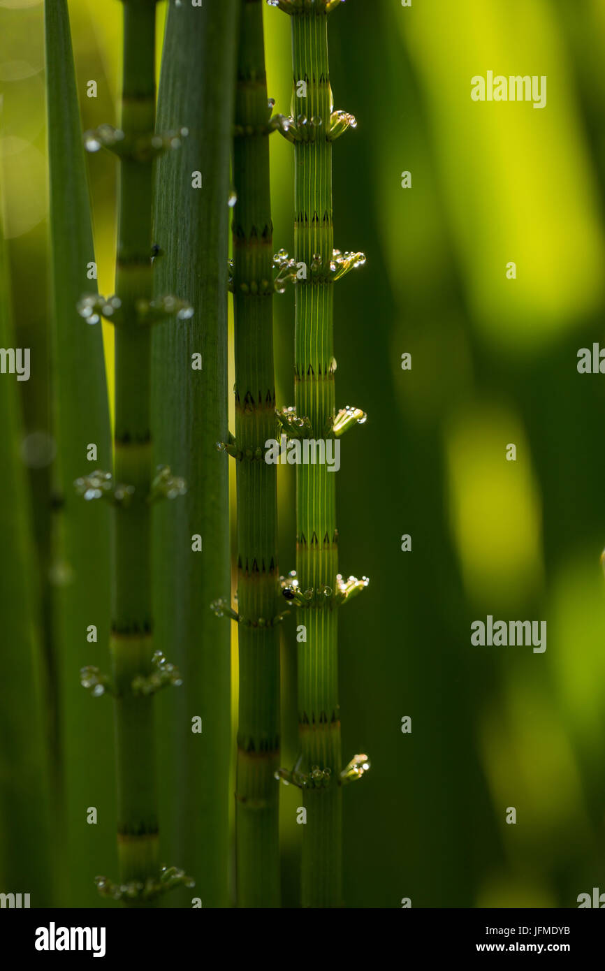 Green reed background hi-res stock photography and images - Alamy
