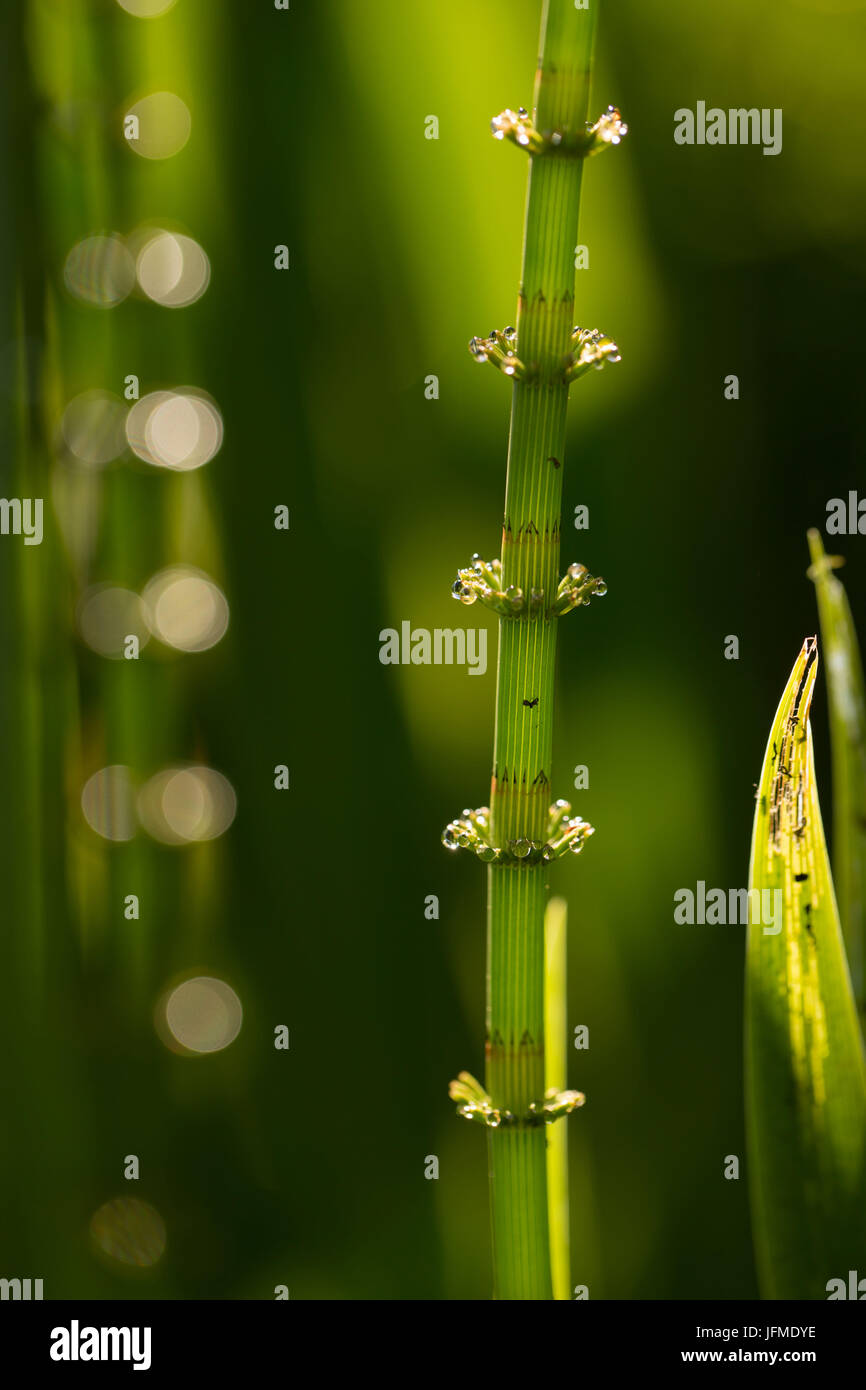Reed in background hi-res stock photography and images - Alamy