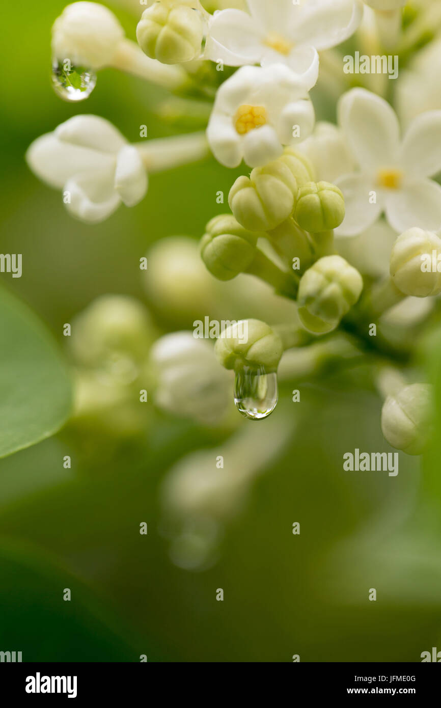 Lilac buds hi-res stock photography and images - Alamy