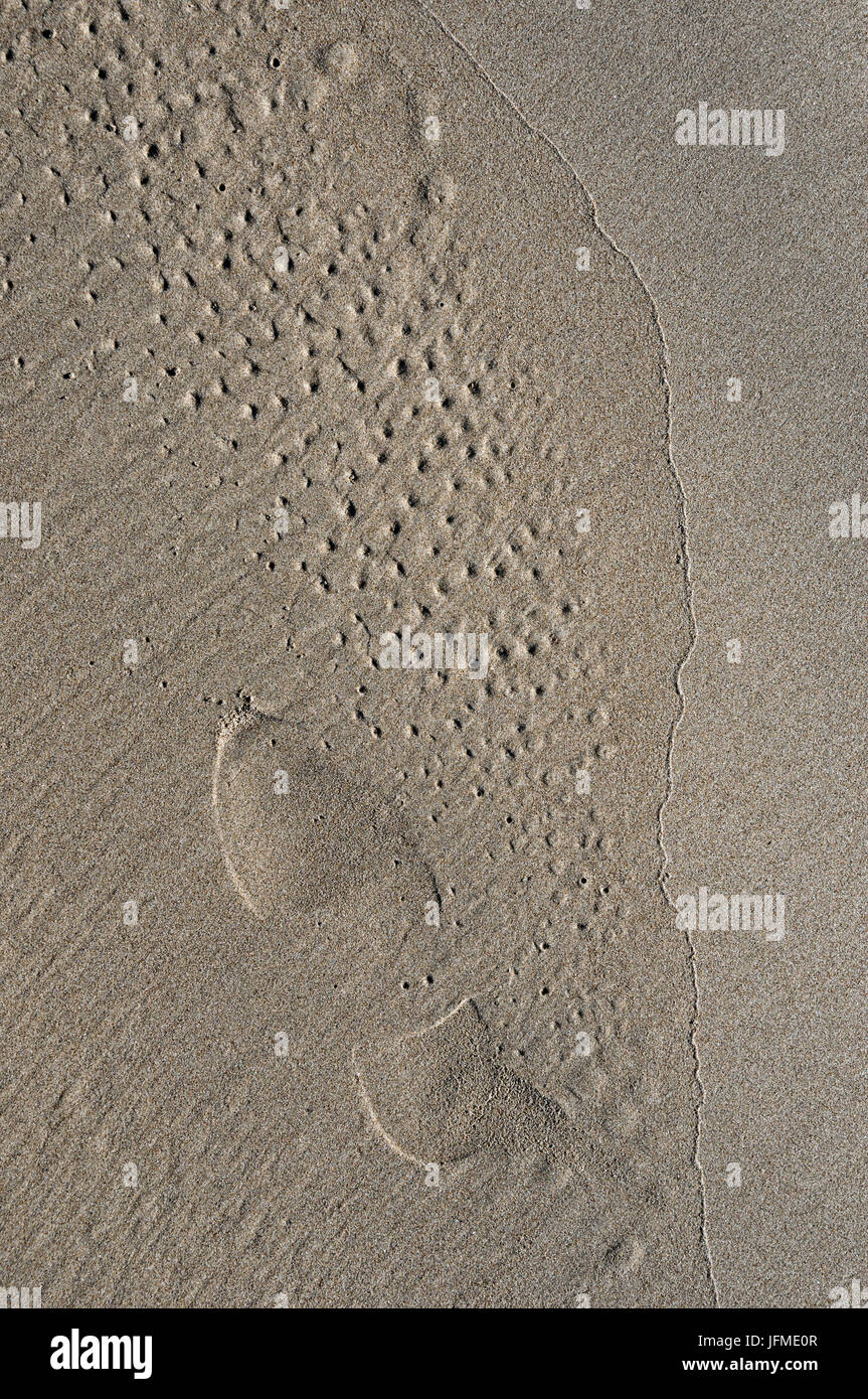 Natural Science, A trace on the wet sand Stock Photo - Alamy