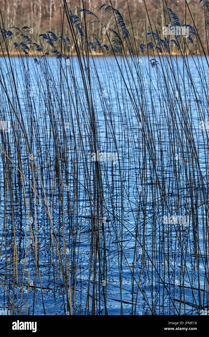 Natural Science, Autumn cane on the river bank Stock Photo - Alamy