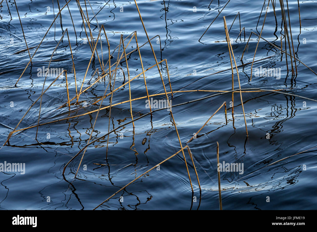 Natural Science, Autumn cane on the river bank Stock Photo - Alamy
