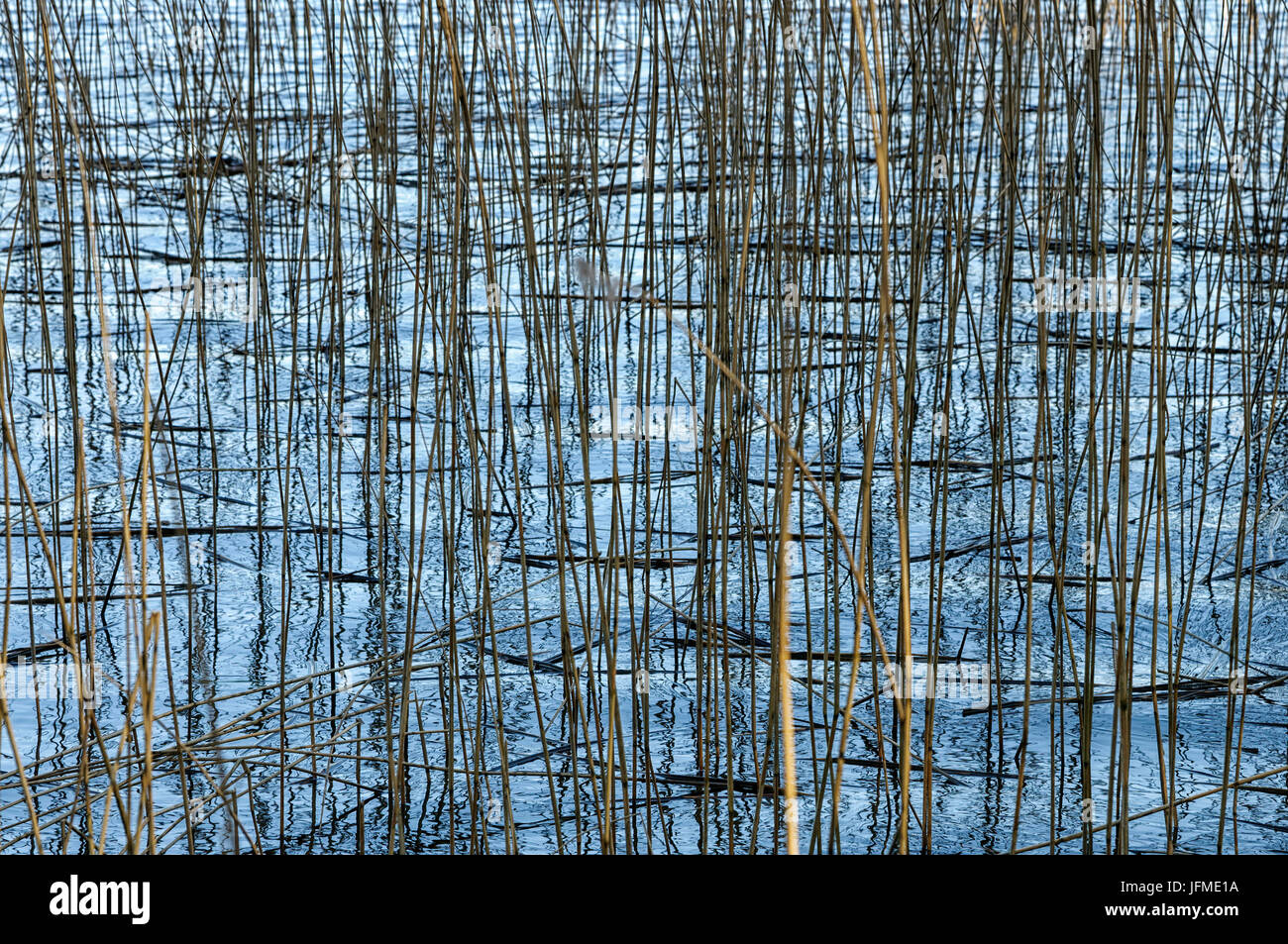 Natural Science, Autumn cane on the river bank Stock Photo - Alamy