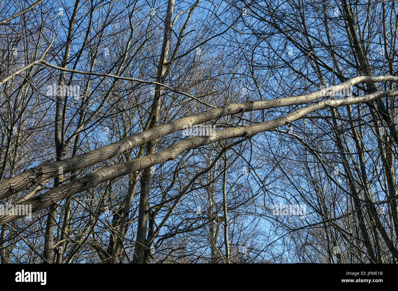 Natural Science, The branches of trees in the forest often Stock Photo ...