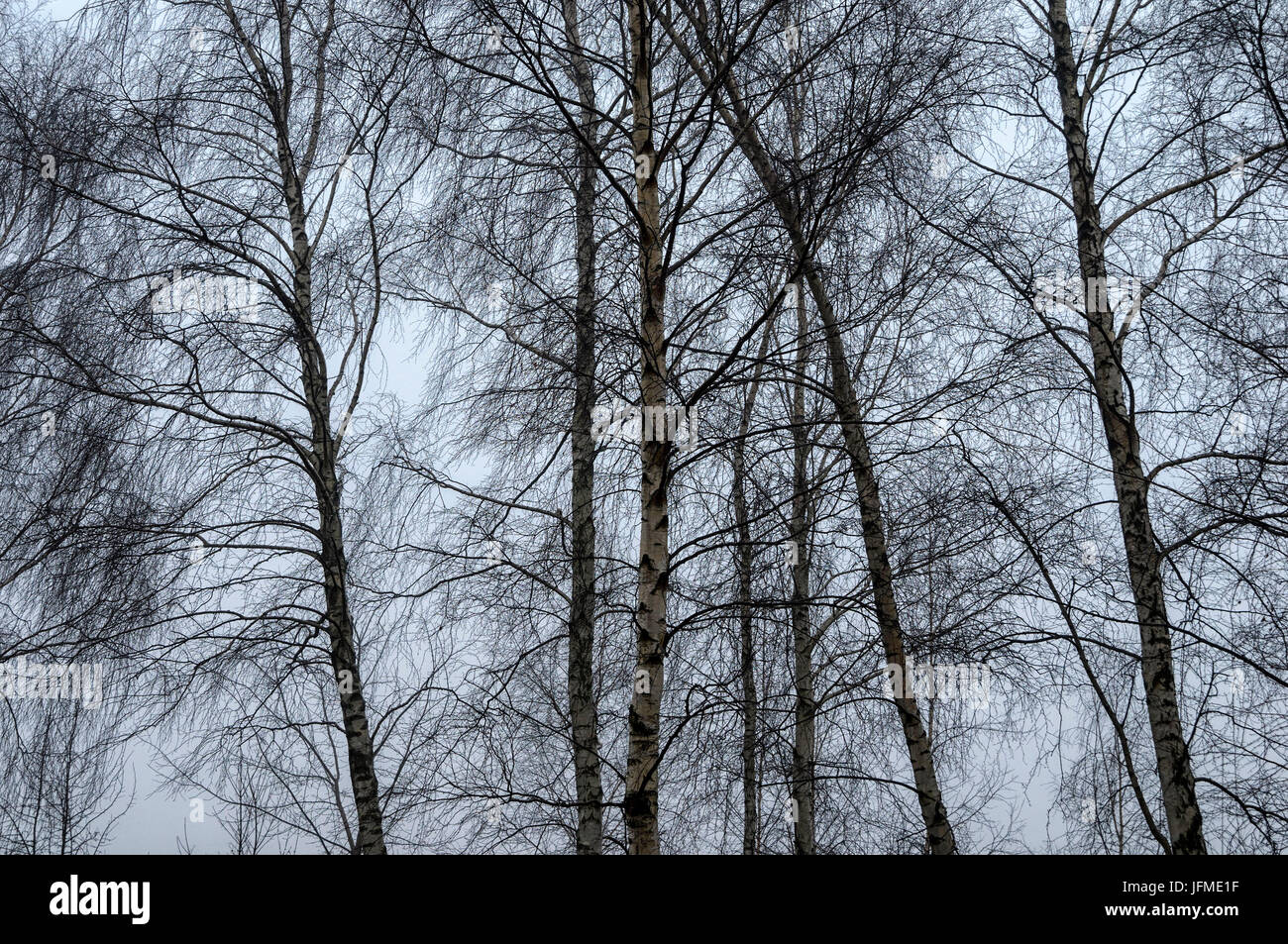 Trees without leaves hi-res stock photography and images - Alamy
