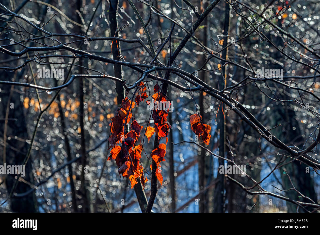 Natural Science, Dry autumn leaves of a tree on a branch, with ...
