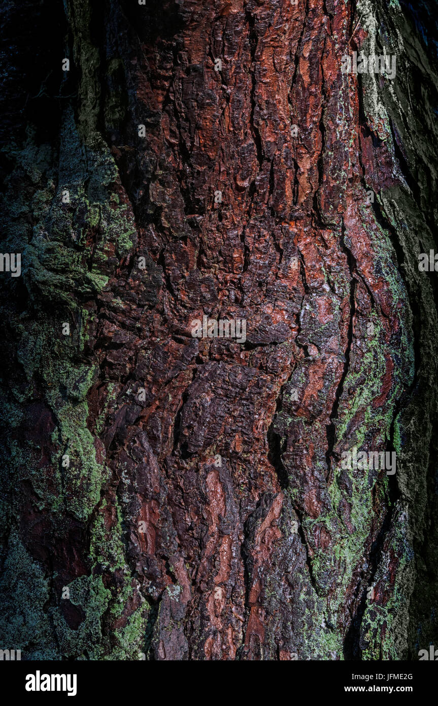 Pine moss hi-res stock photography and images - Alamy