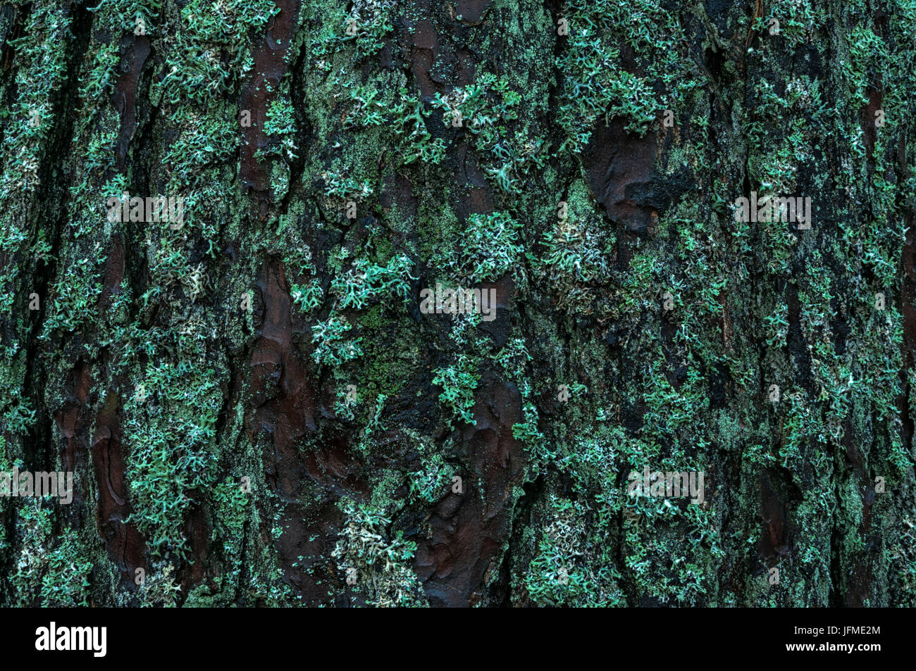 Natural Science, Overgrown with moss trunks of pine trees, close-up ...