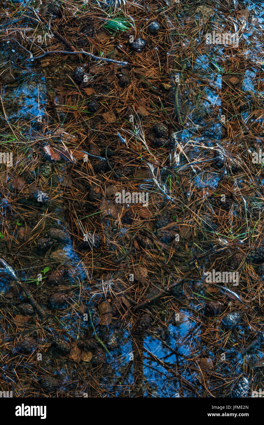 Natural Science, Puddle in spring forest Stock Photo - Alamy