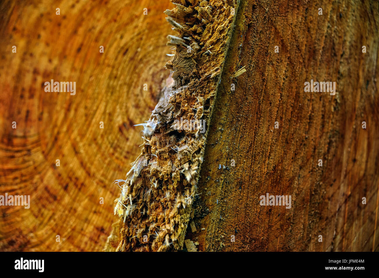 Natural Science, Small depth of sharpness, recently felled tree Stock ...