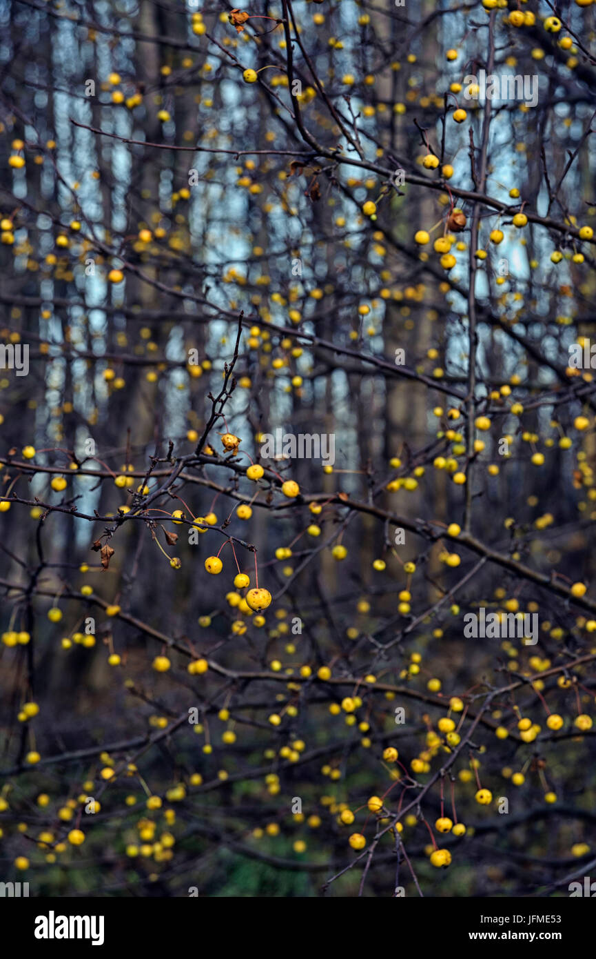 Wild apple tree hi-res stock photography and images - Alamy