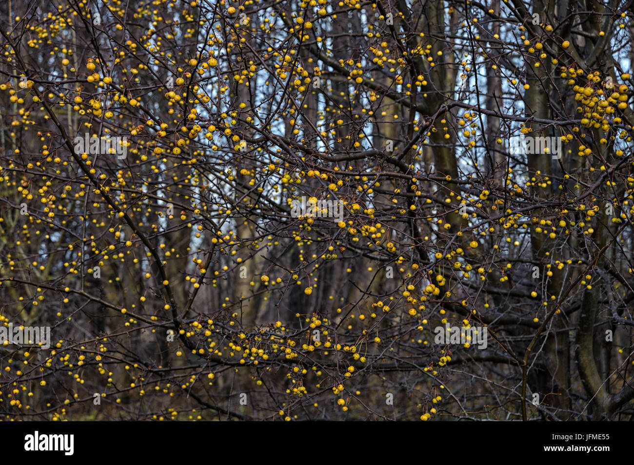 Wild apple tree hi-res stock photography and images - Alamy