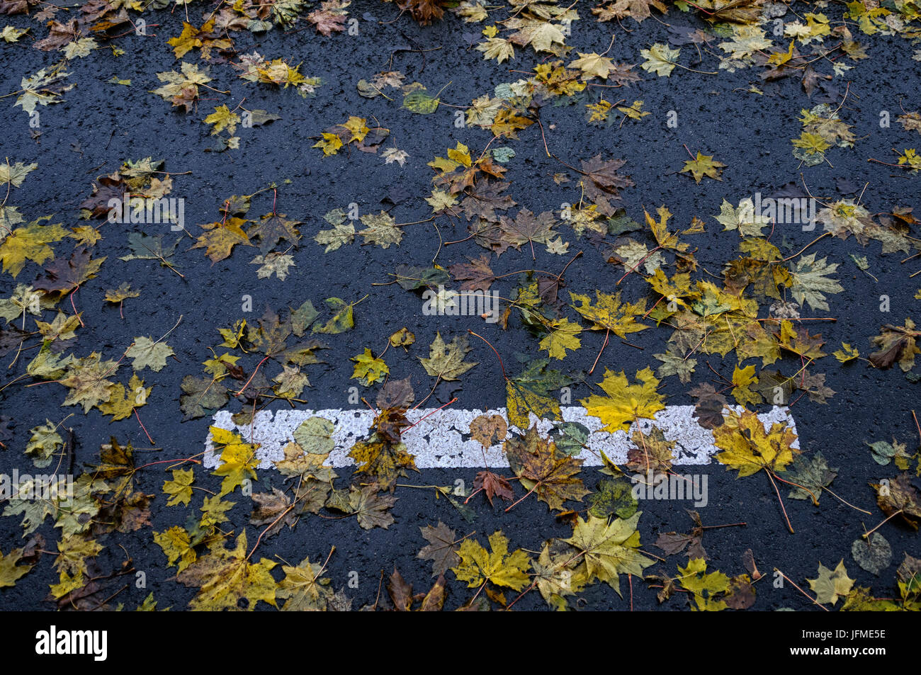 Natural Science, Fallen foliage on the asphalt Stock Photo - Alamy
