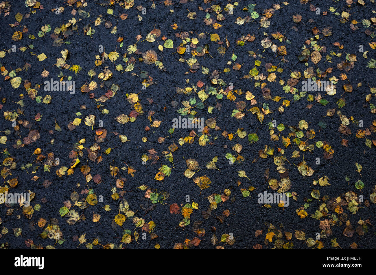 Natural Science, Fallen foliage on the asphalt Stock Photo - Alamy