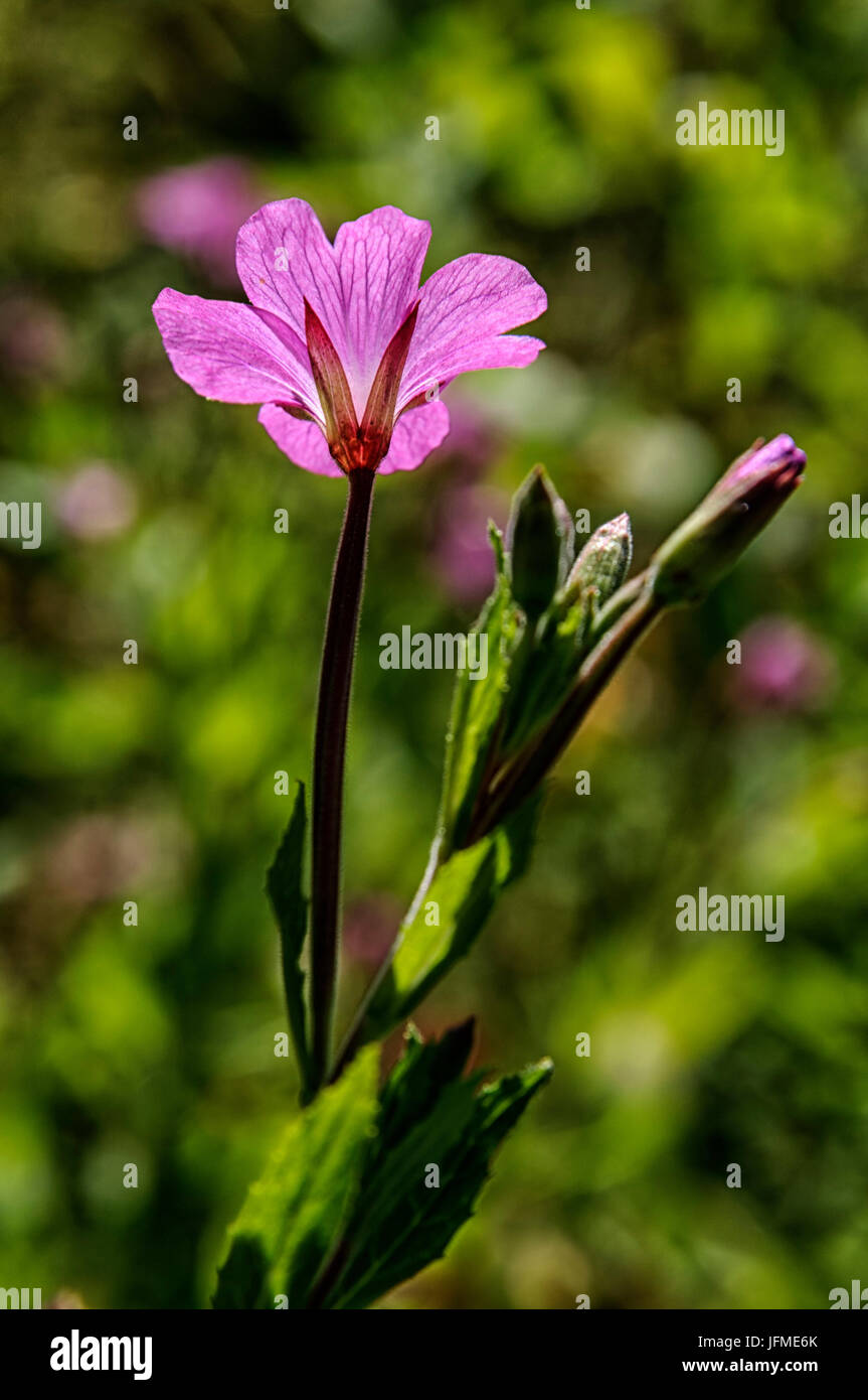 Natural Science, Wild flower. Small depth of sharpness Stock Photo - Alamy