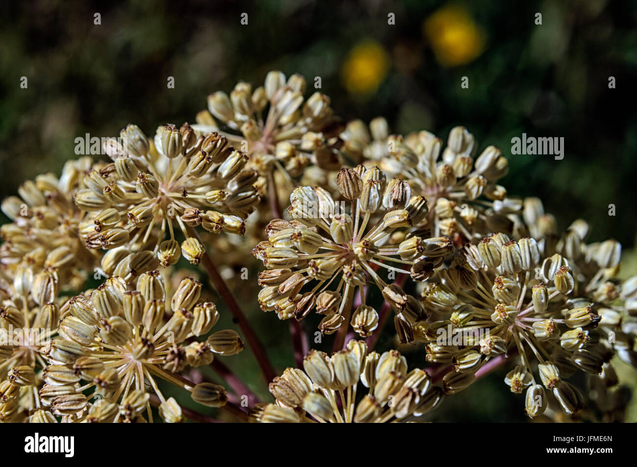 Natural Science, Close-up of a Heracleum flower. Small depth of ...