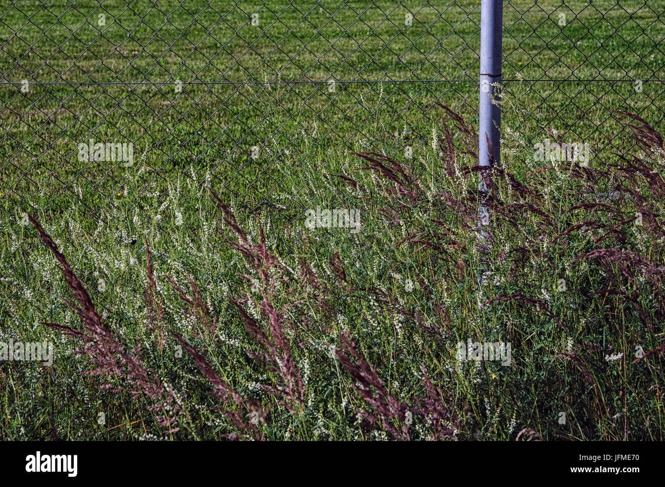 Natural Science, Flowers near the fence Stock Photo - Alamy