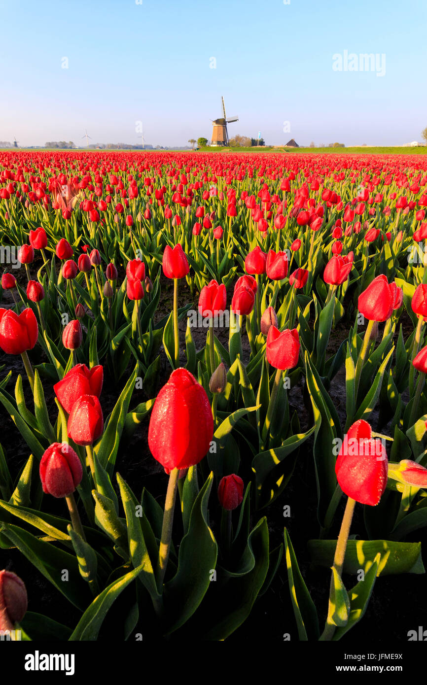Holland bulb fields windmill hi-res stock photography and images - Alamy