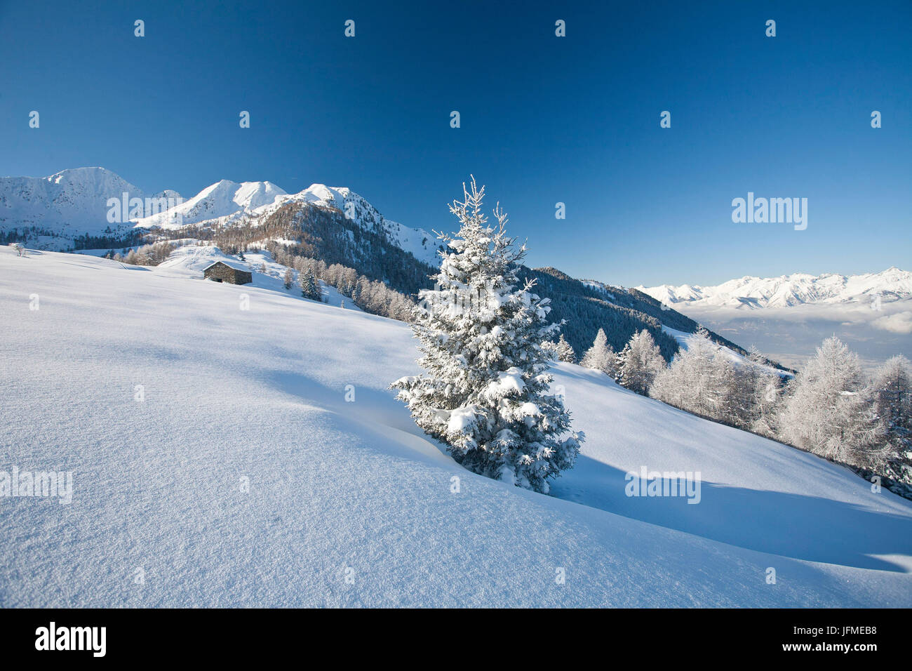 Trees in the snowy landscape of Motta Di Olano Orobie Alps Gerola ...