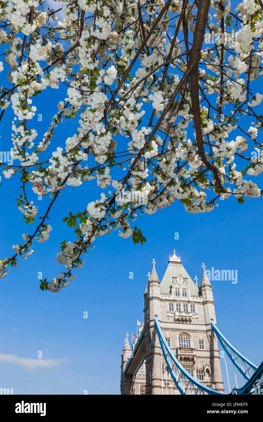 England, London, Southwark, Tower Bridge, Spring Blossom Stock Photo ...