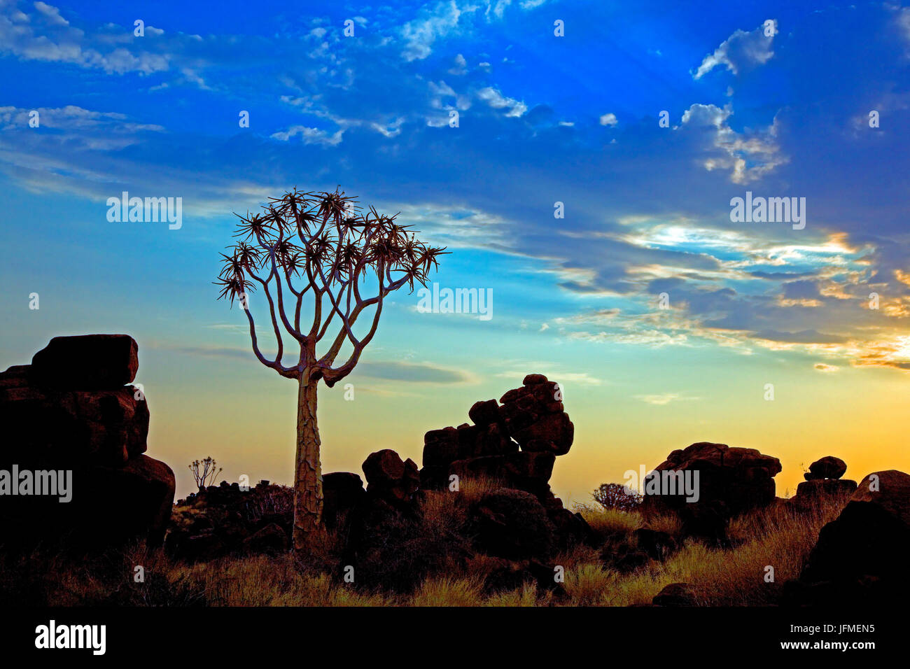 Afrika, s?dliches Afrika, Namibia, Karas Region, Sukkulente, K?cherbaum ...