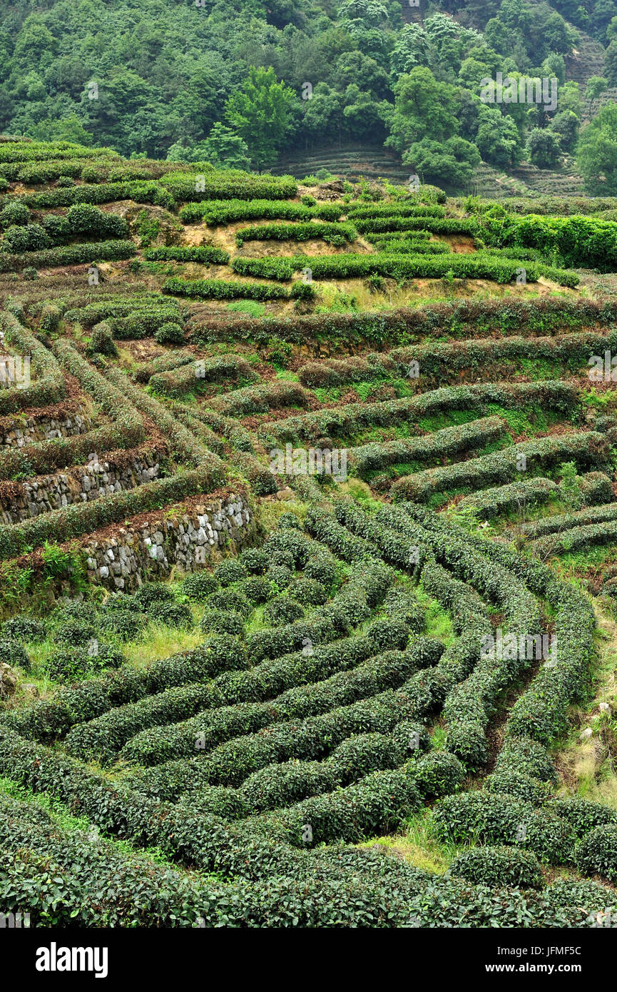 China, Zhejiang province, Longjing village, plantation of the famous ...