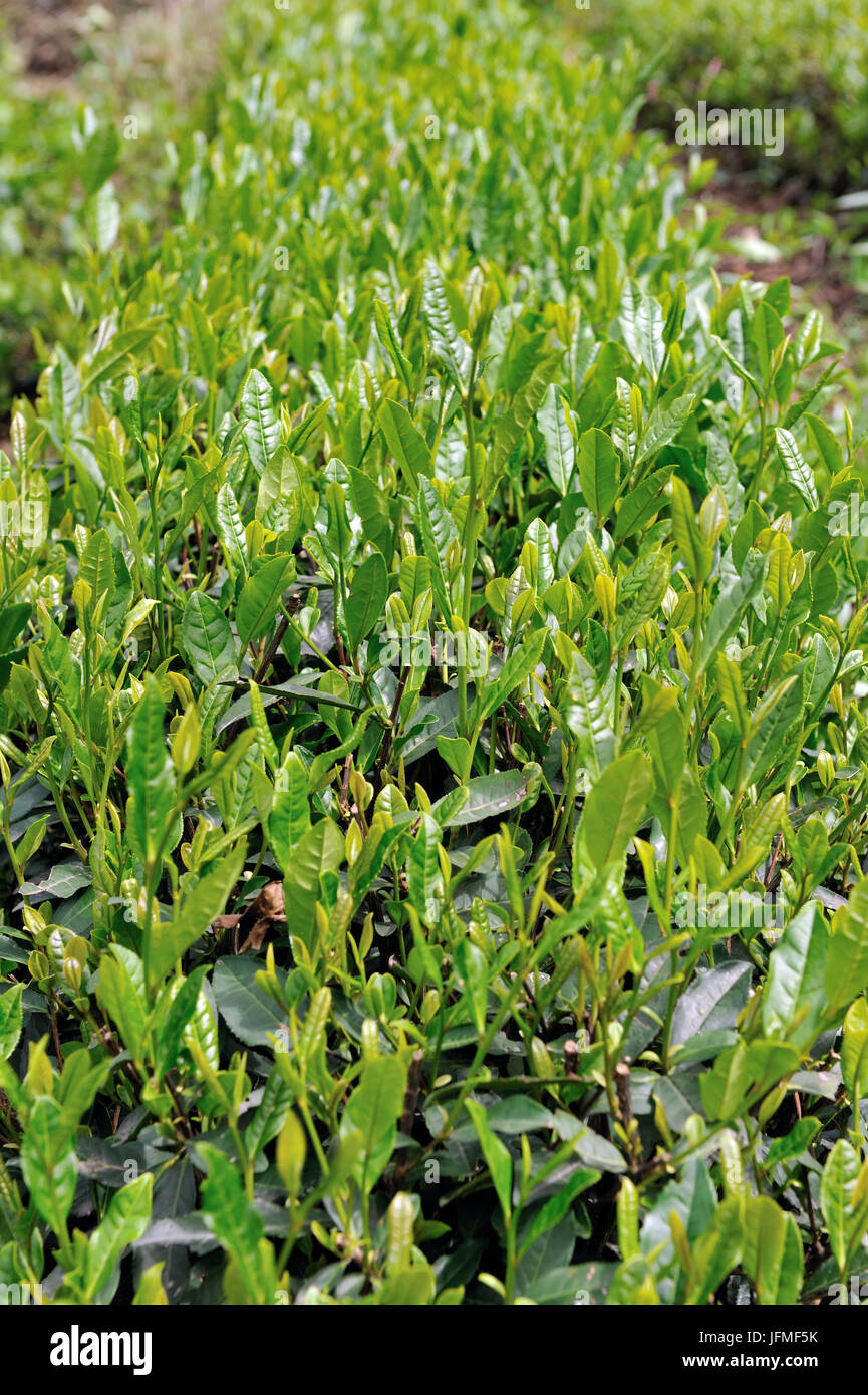 China, Zhejiang province, Longjing village, plantation of the famous ...