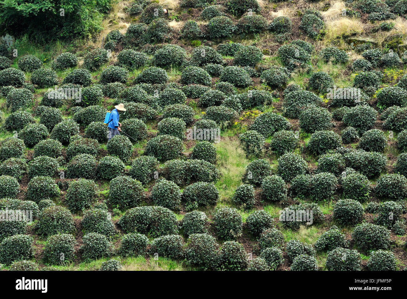 China, Zhejiang province, Longjing village, plantation of the famous ...