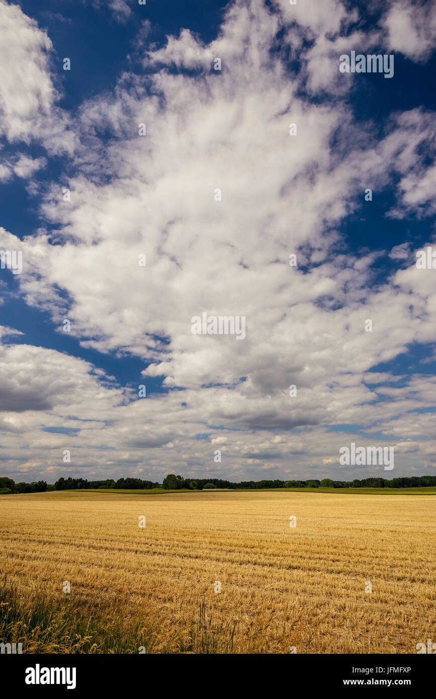 Vertical photo of harvested field with dry golden stubble. The field is ...