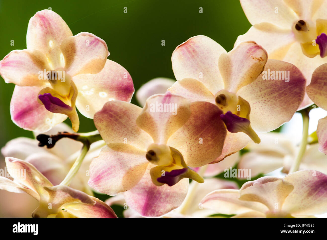 Bright orchid in the Singapore Orchid Garden Stock Photo - Alamy